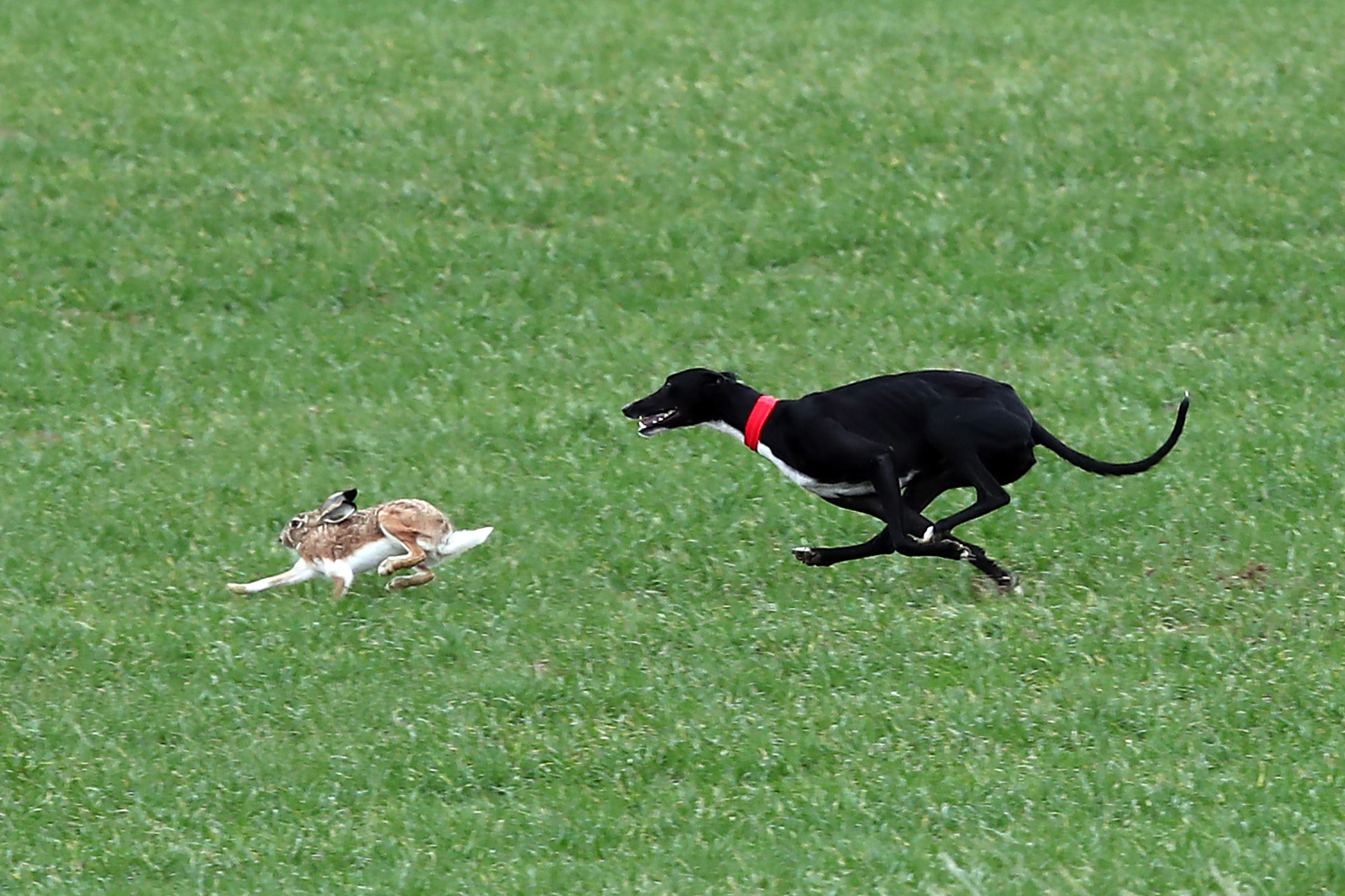 Federación Española de Galgos | “LIOSA DE CLEMENTE CONSOLIDA EL MITO DE ...
